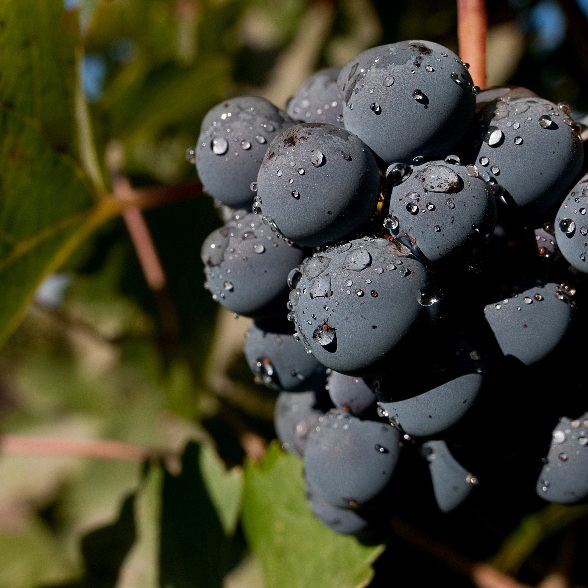 History - Cousiño Macul